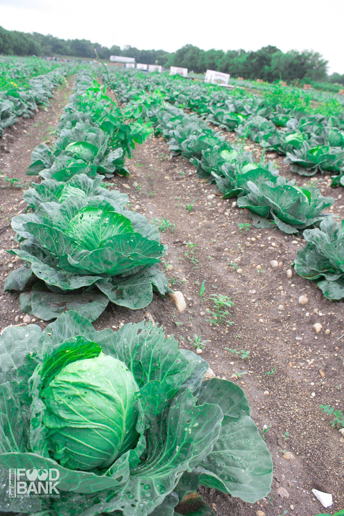 Cabbage Harvest at Mission San Juan farm - San Antonio Food Bank